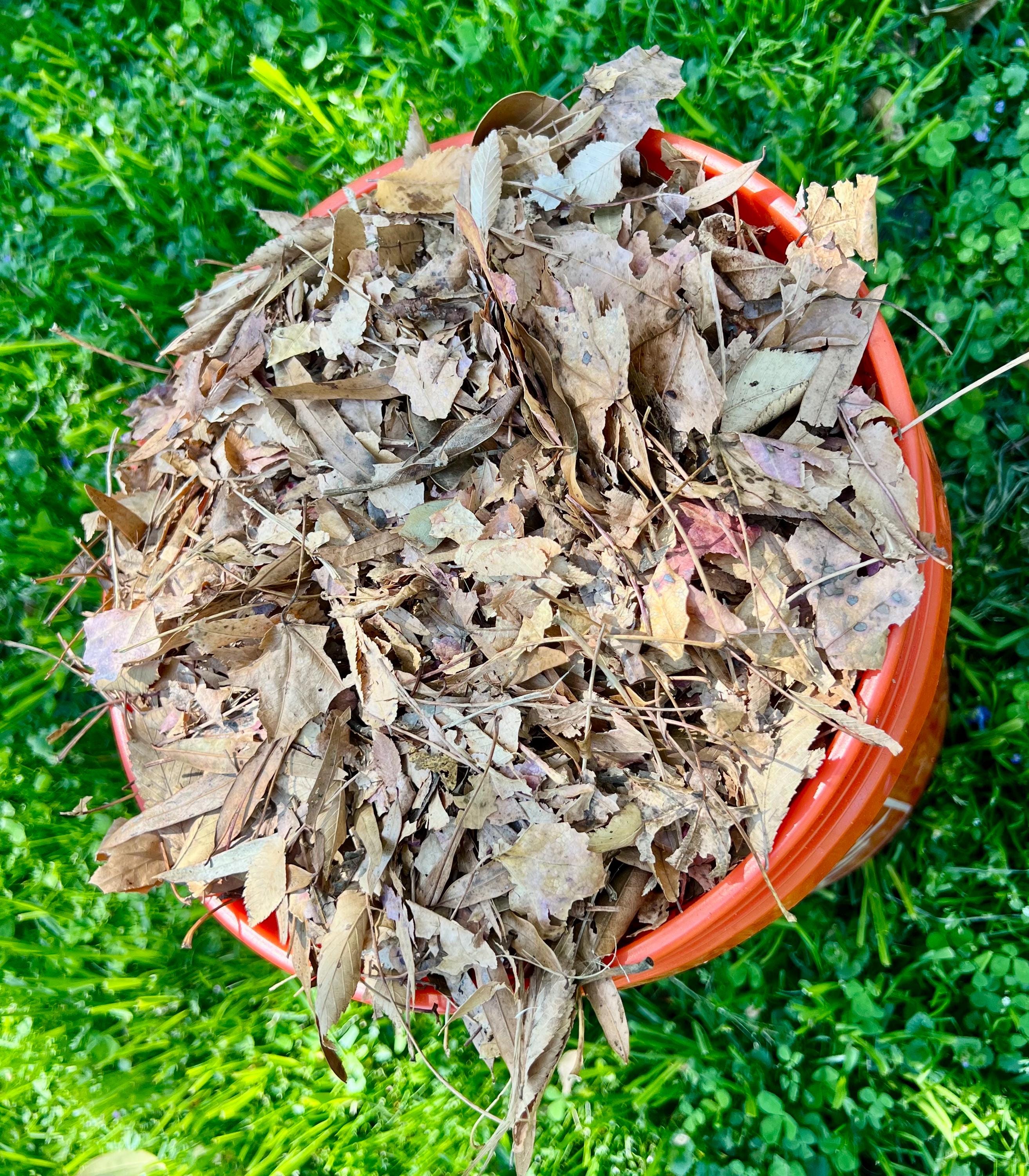 5 Gallons of Shredded Leaves 100% Organic Oak Heat Treated Bioactive ...