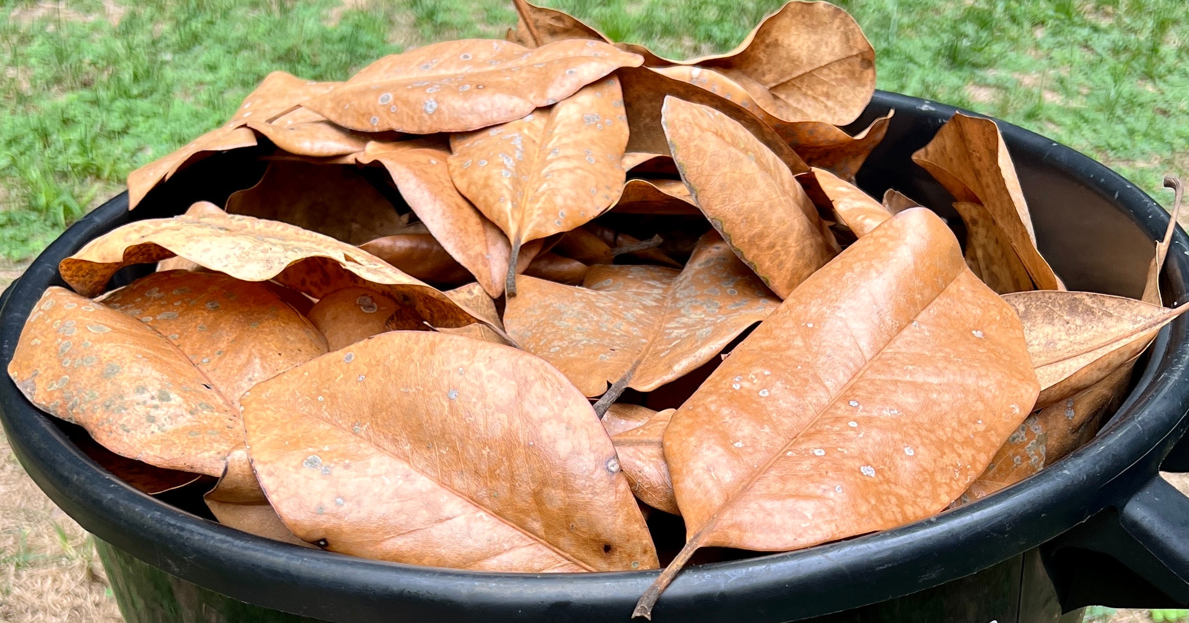 5 Gallons of Organic Magnolia Leaves Dried Heat Treated Leaf Litter Pet ...