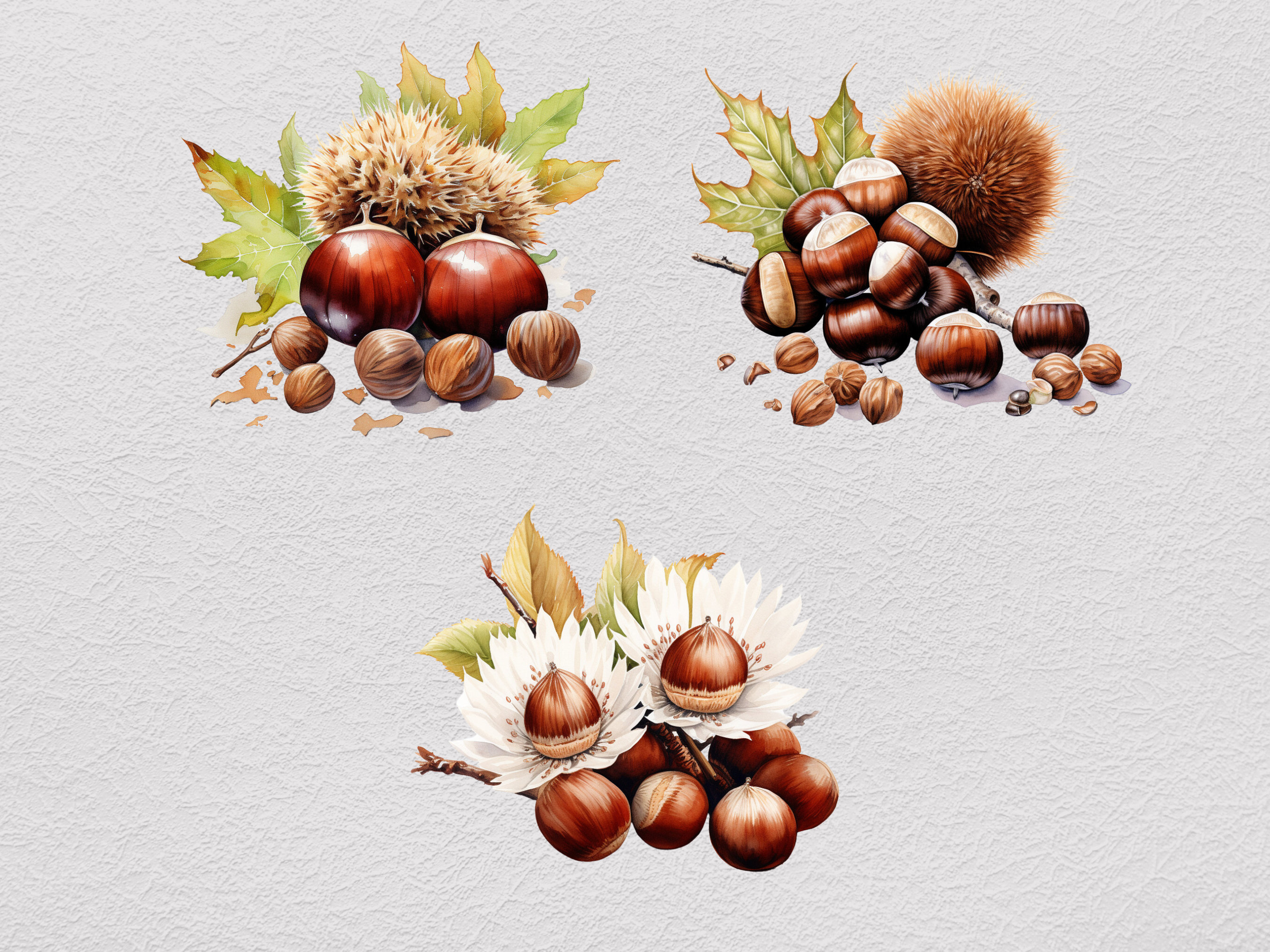 Winter Chestnuts Clipart PNG Chestnut PNG Winter Clip Art - Etsy