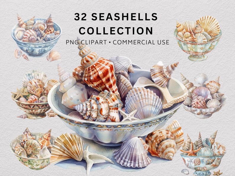 Seashell Collection Summer Clipart PNG Bundle Transparent Background ...