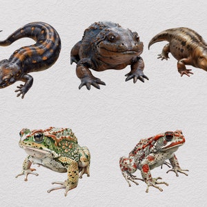 Amphibian Clipart PNG Bundle, Transparent Clip Art for Kids Activity ...