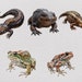 Amphibian Clipart PNG Bundle, Transparent Clip Art for Kids Activity ...