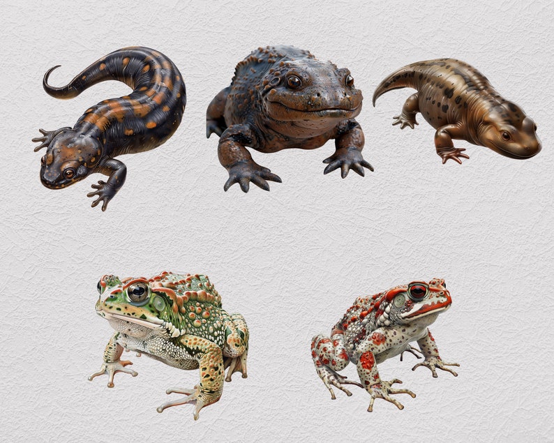 Amphibian Clipart PNG Bundle, Transparent Clip Art for Kids Activity ...