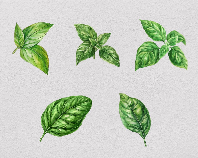 Handdrawn Basil PNG, Plant Clipart Bundle, Transparent PNG, Beautiful ...