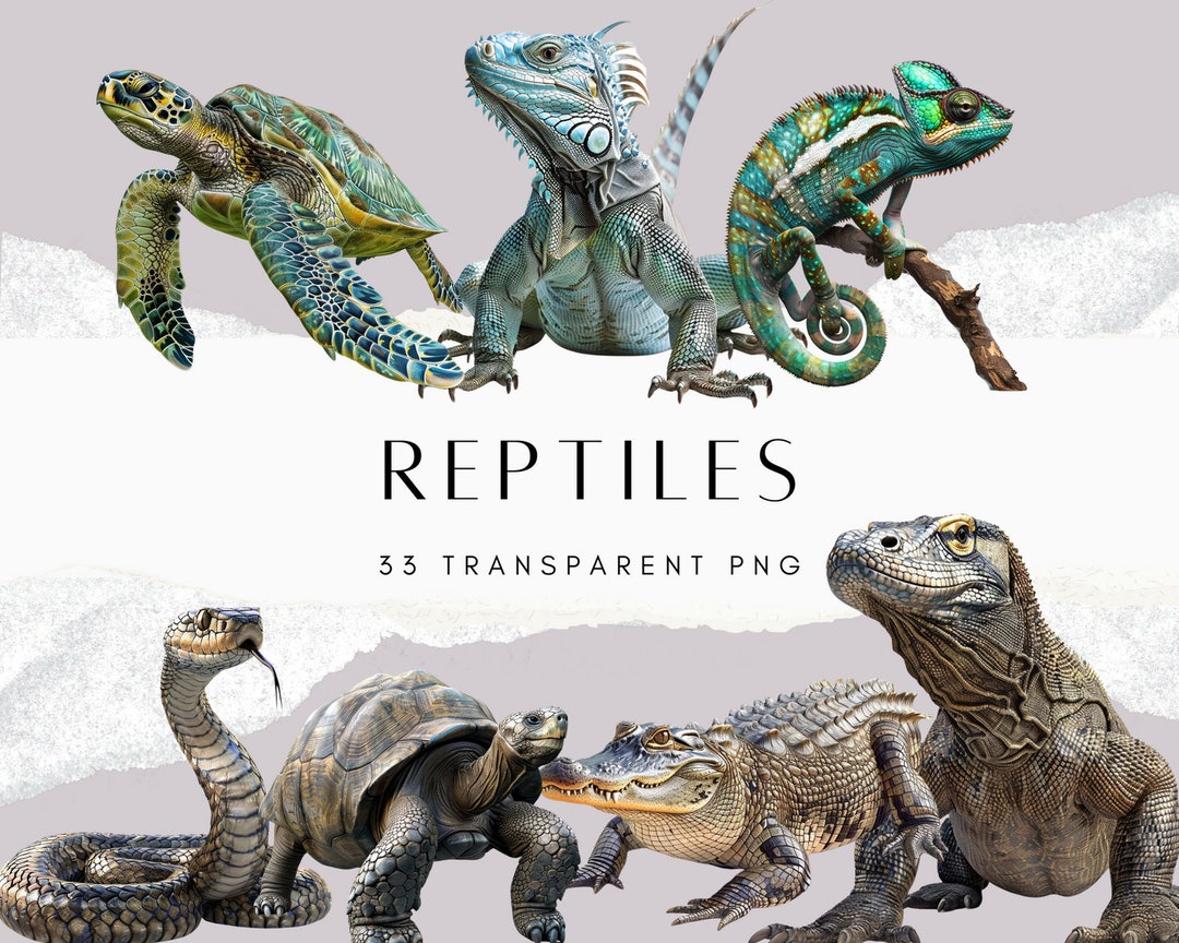 Reptiles Clipart PNG Bundle, Transparent Clip Art for Kids Activity ...