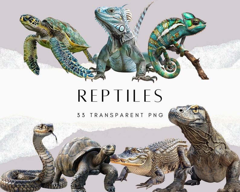 Reptiles Clipart PNG Bundle, Transparent Clip Art for Kids Activity ...