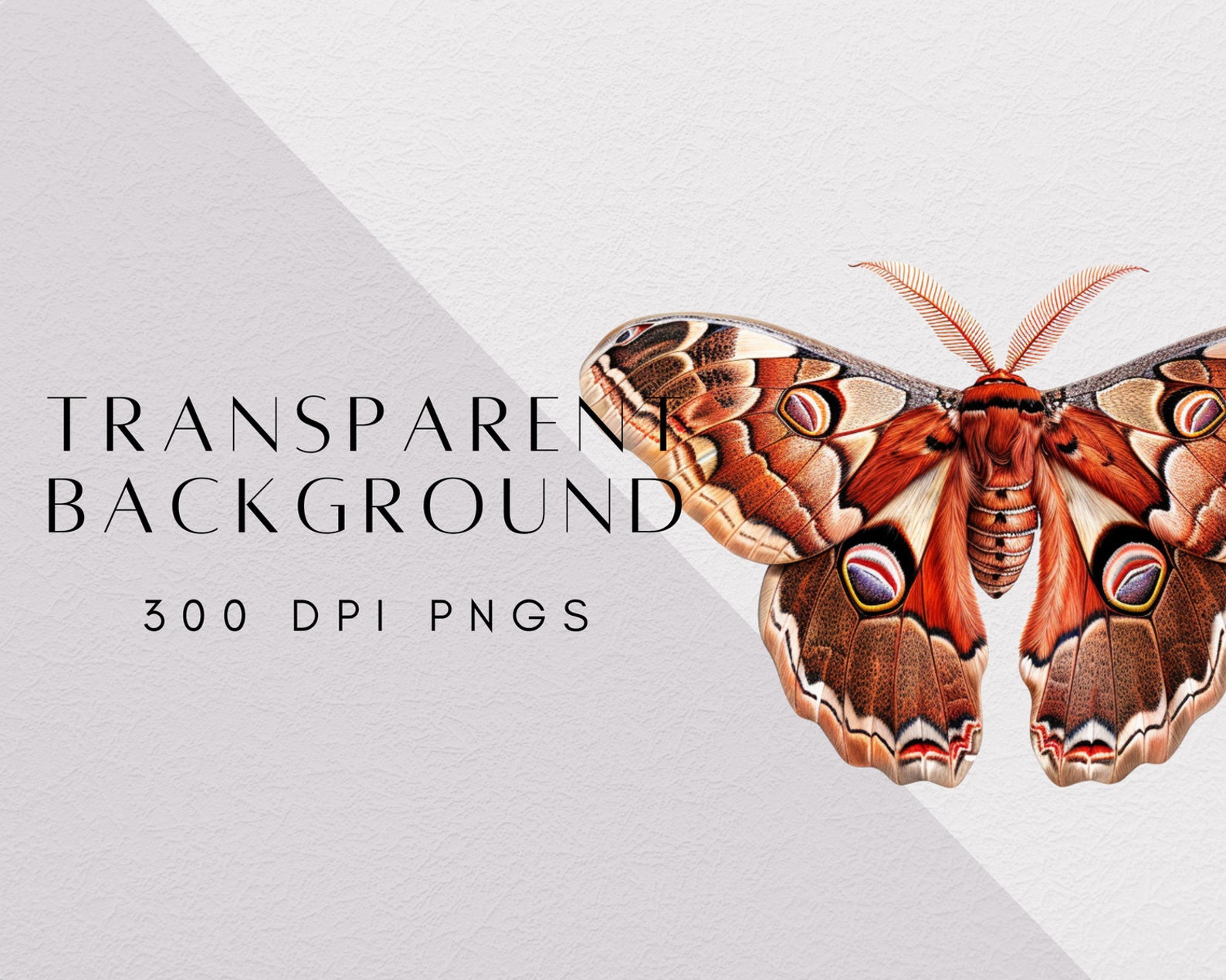 80 Beautiful Insect Clipart PNG, Bugs PNG, Bundle Transparent ...