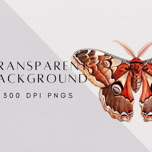 80 Beautiful Insect Clipart PNG, Bugs PNG, Bundle Transparent ...