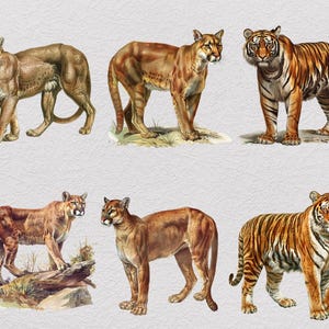 34 Big Cats Animals Clipart PNG Bundle Transparent Background Clip Art ...