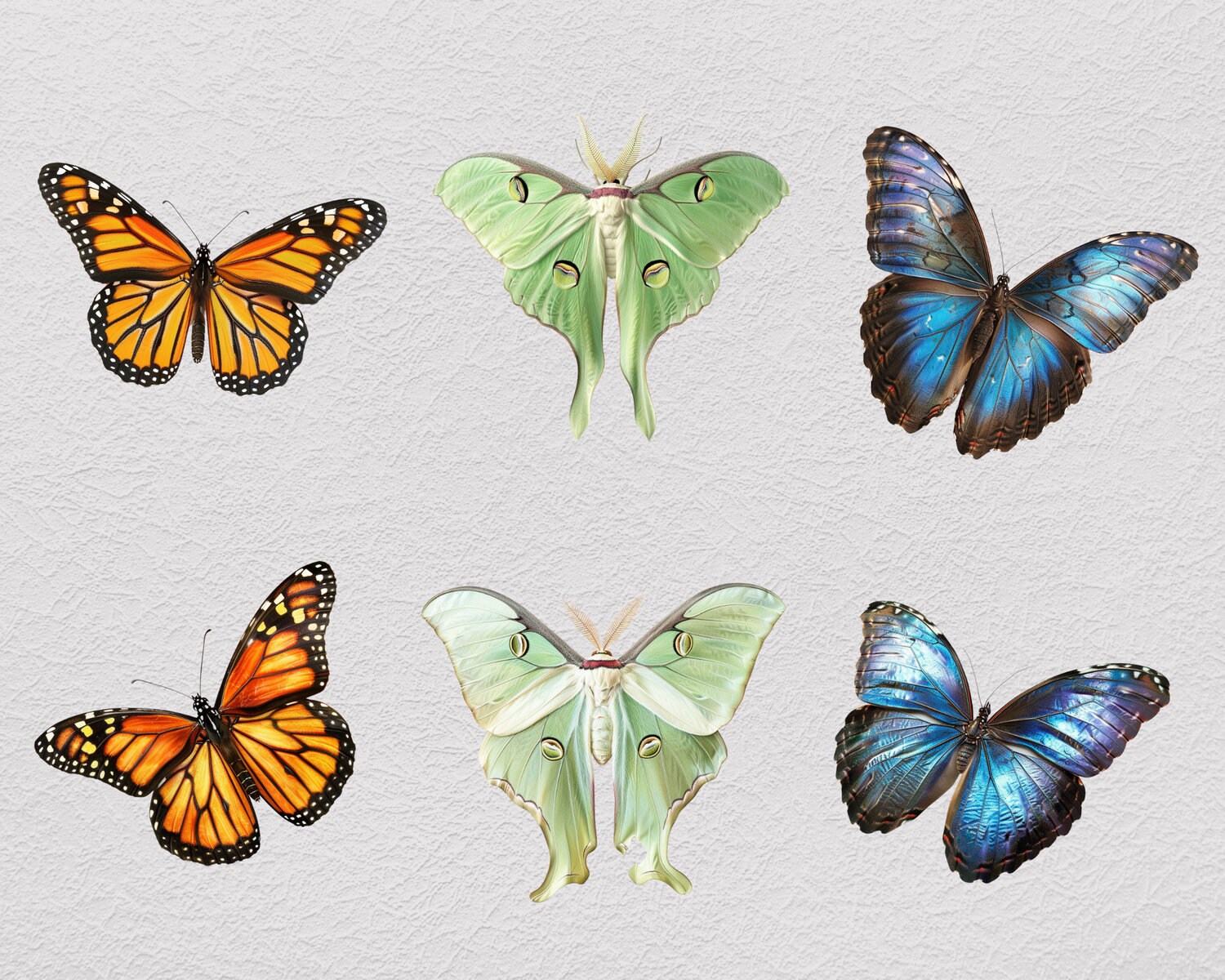 80 Beautiful Insect Clipart PNG, Bugs PNG, Bundle Transparent ...