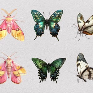 80 Beautiful Insect Clipart PNG, Bugs PNG, Bundle Transparent ...