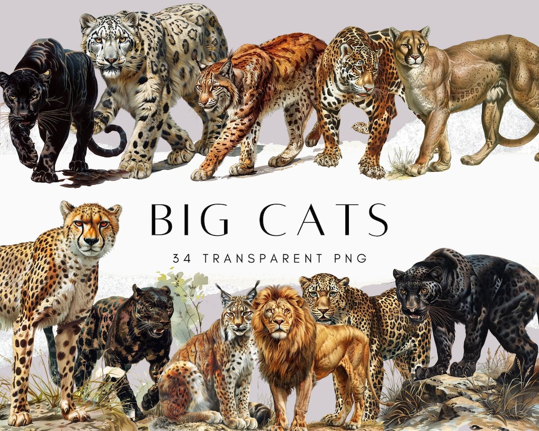 34 Big Cats Animals Clipart PNG Bundle Transparent Background Clip Art ...