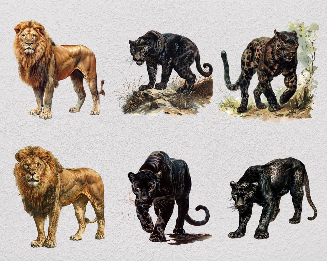 34 Big Cats Animals Clipart PNG Bundle Transparent Background Clip Art ...