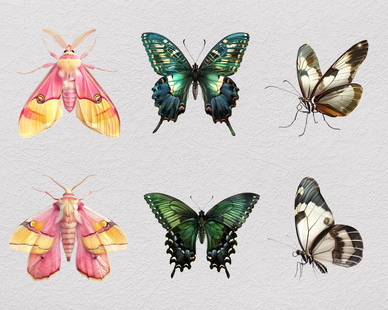 80 Beautiful Insect Clipart PNG, Bugs PNG, Bundle Transparent ...