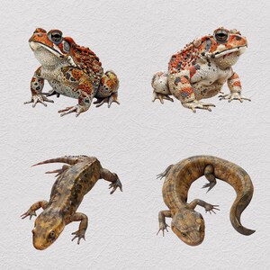 Amphibian Clipart PNG Bundle, Transparent Clip Art for Kids Activity ...