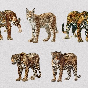34 Big Cats Animals Clipart PNG Bundle Transparent Background Clip Art ...