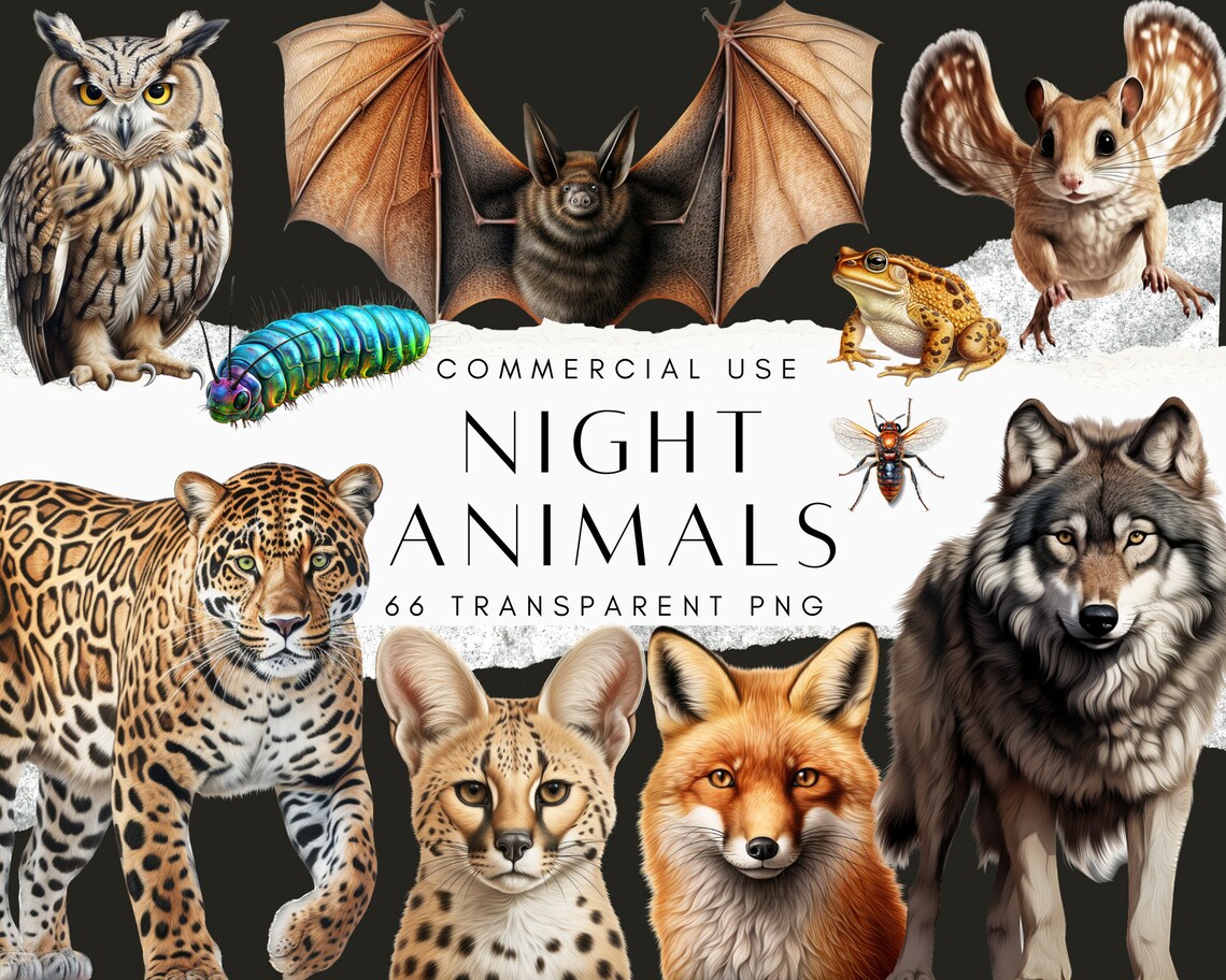 66 Night Animals Clipart PNG Bundle, Transparent Clip Art for Kids ...