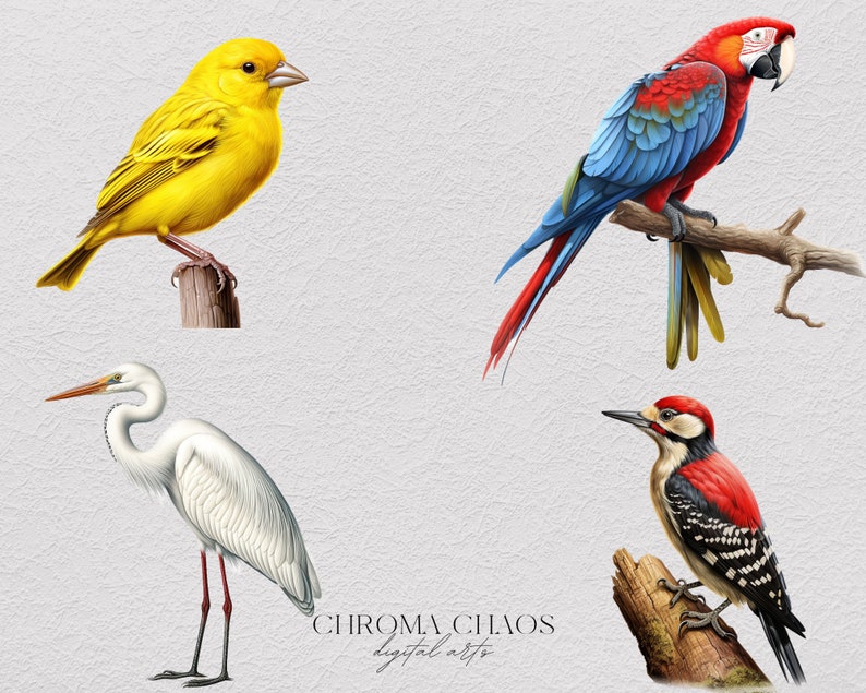 81 Beautiful Bird Clipart PNG Bundle Transparent Background Clip Art ...