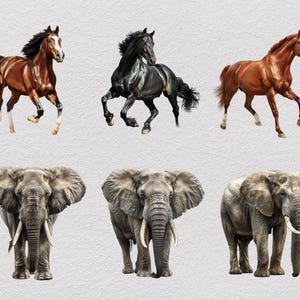 Mammals Clipart PNG Bundle, Transparent Clip Art for Kids Activity ...