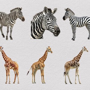 Mammals Clipart PNG Bundle, Transparent Clip Art for Kids Activity ...