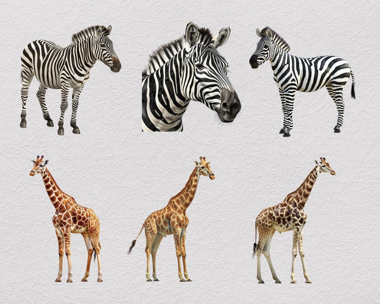 Mammals Clipart PNG Bundle, Transparent Clip Art for Kids Activity ...