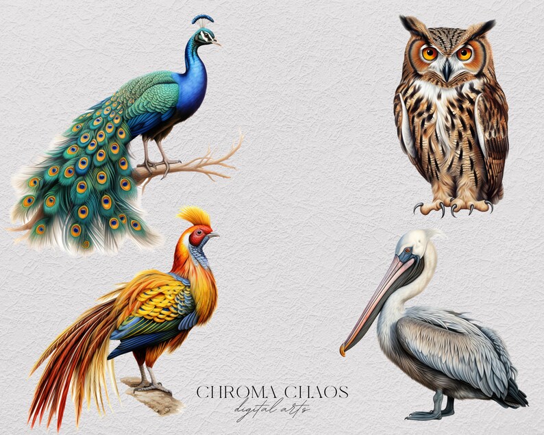 81 Beautiful Bird Clipart PNG Bundle Transparent Background - Etsy