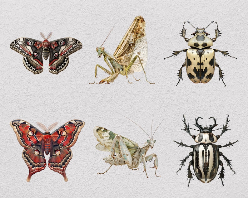 80 Beautiful Insect Clipart PNG, Bugs PNG, Bundle Transparent ...