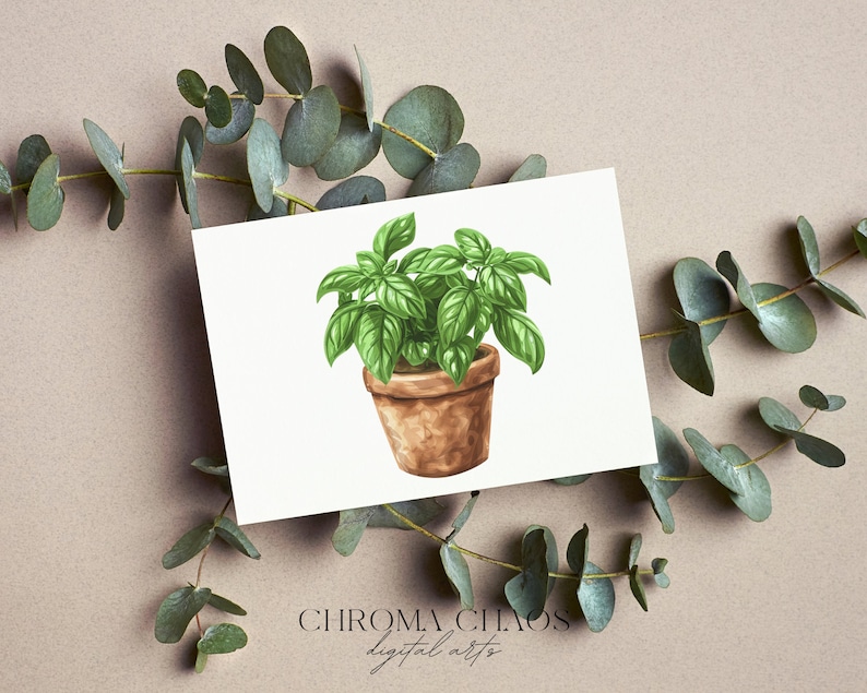 Handdrawn Basil PNG, Plant Clipart Bundle, Transparent PNG, Beautiful ...