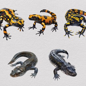 Amphibian Clipart PNG Bundle, Transparent Clip Art for Kids Activity ...