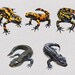 Amphibian Clipart PNG Bundle, Transparent Clip Art for Kids Activity ...