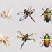 80 Beautiful Insect Clipart PNG, Bugs PNG, Bundle Transparent ...