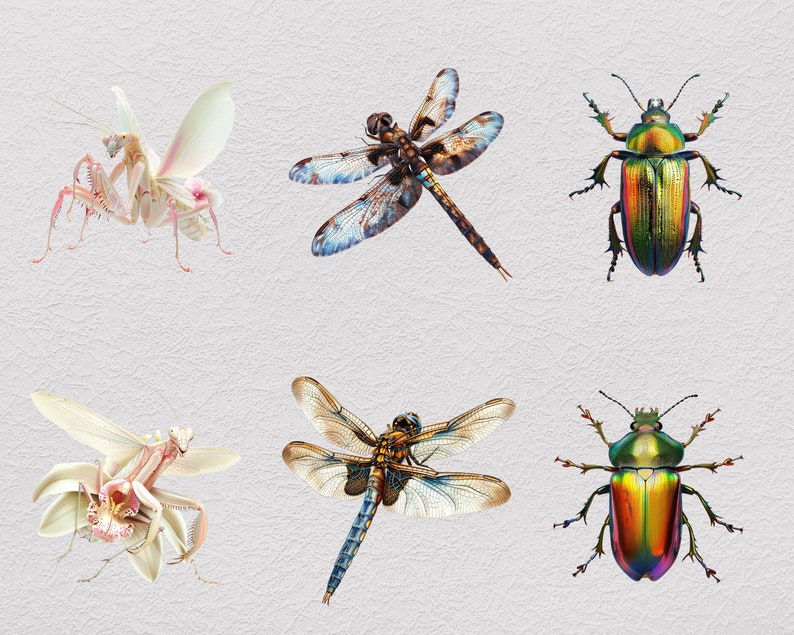 80 Beautiful Insect Clipart PNG, Bugs PNG, Bundle Transparent ...