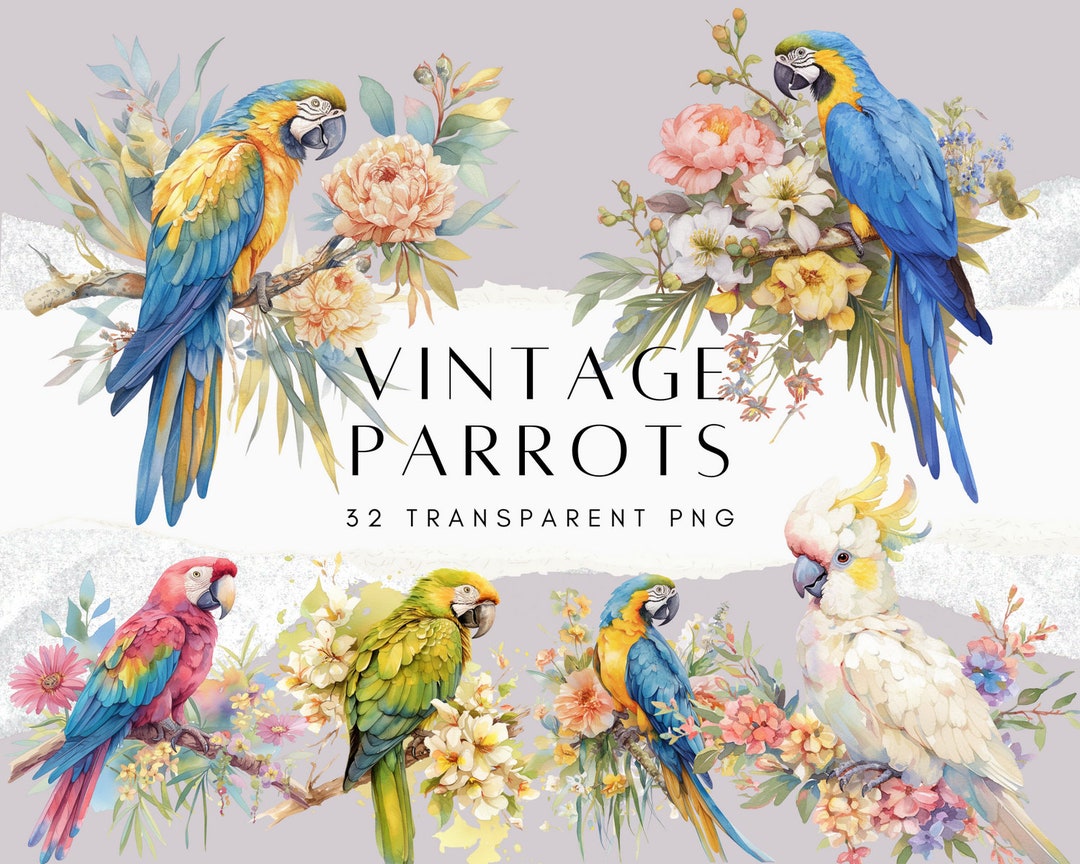 Vintage Parrot Clipart, Parrot Clipart, Parrot PNG, Bird Clip Art ...