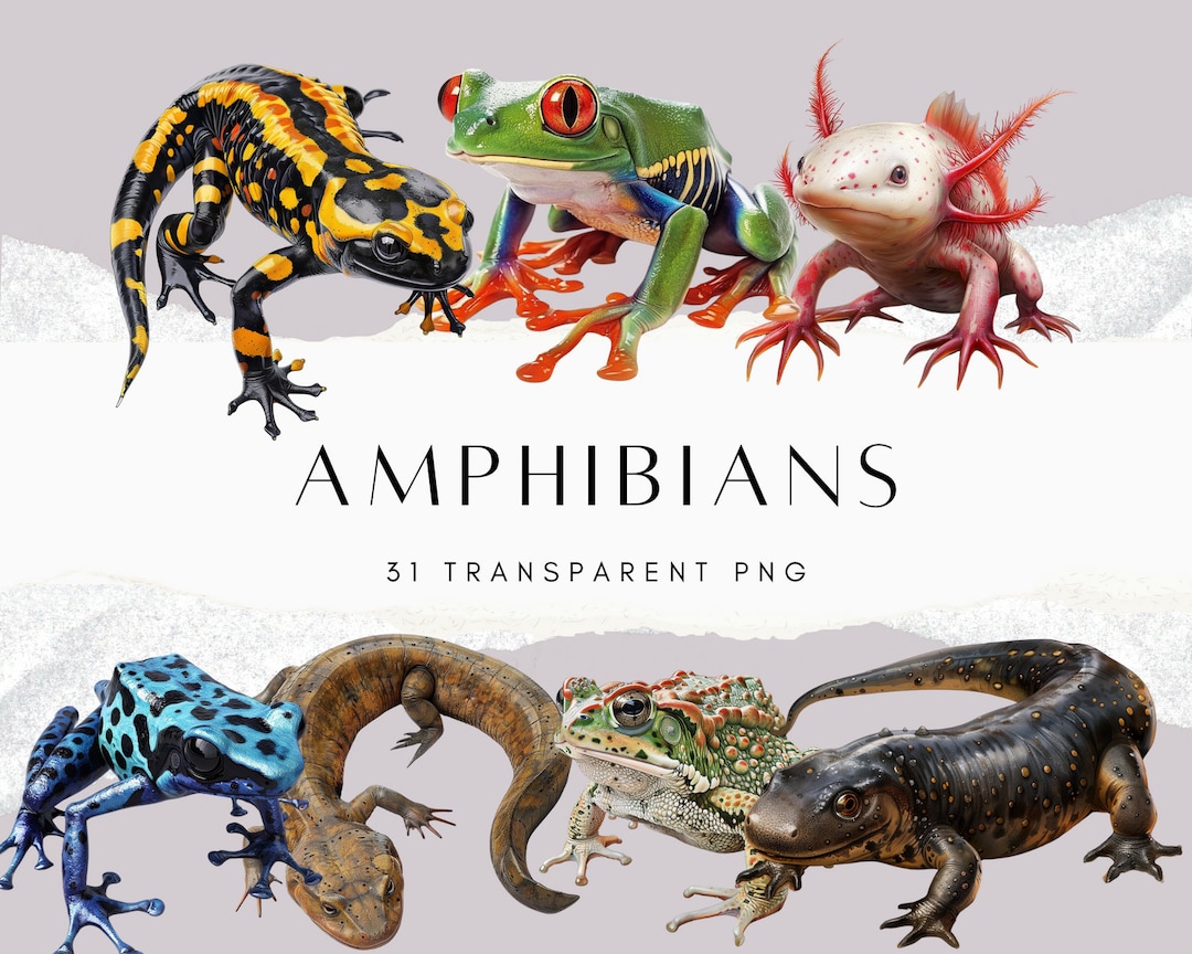 Amphibian Clipart PNG Bundle, Transparent Clip Art for Kids Activity ...