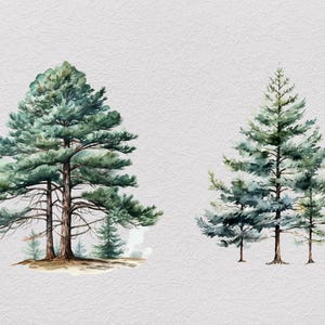 Pine Tree Forest Clipart Bundle, Transparent PNG, Beautiful Watercolor ...