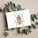 80 Beautiful Insect Clipart PNG, Bugs PNG, Bundle Transparent ...
