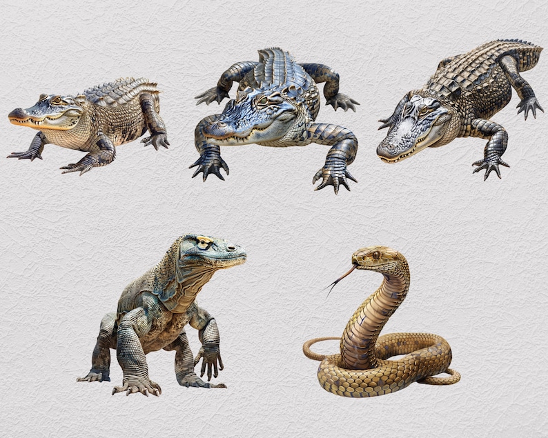 Reptiles Clipart PNG Bundle, Transparent Clip Art for Kids Activity ...