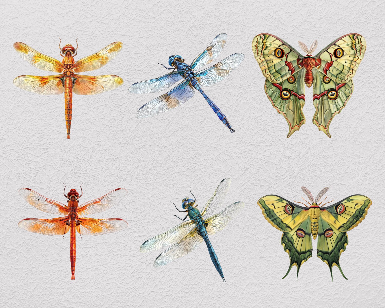 80 Beautiful Insect Clipart PNG, Bugs PNG, Bundle Transparent ...