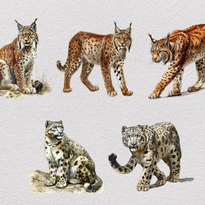 34 Big Cats Animals Clipart PNG Bundle Transparent Background Clip Art ...