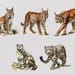 34 Big Cats Animals Clipart PNG Bundle Transparent Background Clip Art ...