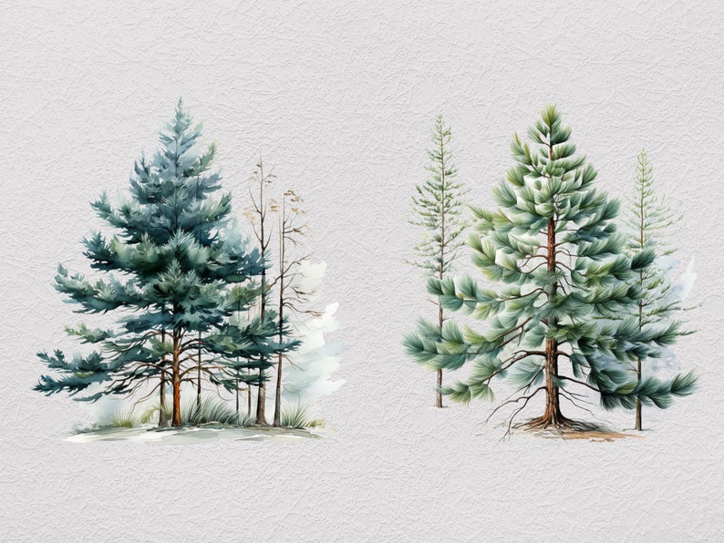 Pine Tree Forest Clipart Bundle, Transparent PNG, Beautiful Watercolor ...