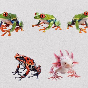 Amphibian Clipart PNG Bundle, Transparent Clip Art for Kids Activity ...