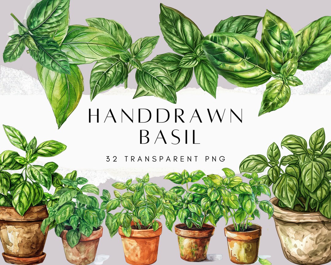 Handdrawn Basil PNG, Plant Clipart Bundle, Transparent PNG, Beautiful ...