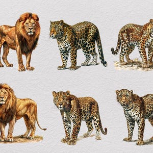 34 Big Cats Animals Clipart PNG Bundle Transparent Background Clip Art ...