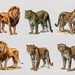 34 Big Cats Animals Clipart PNG Bundle Transparent Background Clip Art ...