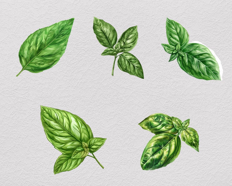 Handdrawn Basil PNG, Plant Clipart Bundle, Transparent PNG, Beautiful ...