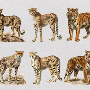 34 Big Cats Animals Clipart PNG Bundle Transparent Background Clip Art ...