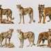 34 Big Cats Animals Clipart PNG Bundle Transparent Background Clip Art ...