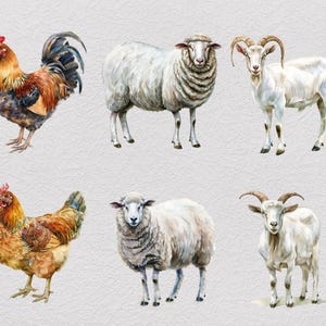 80 Barn Animals Clipart PNG Bundle Transparent Background Clip Art for ...