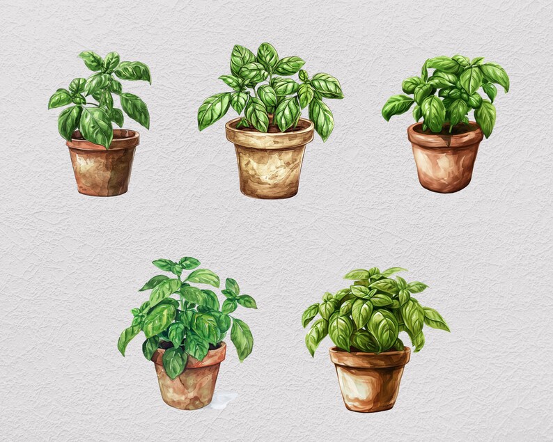 Handdrawn Basil PNG, Plant Clipart Bundle, Transparent PNG, Beautiful ...